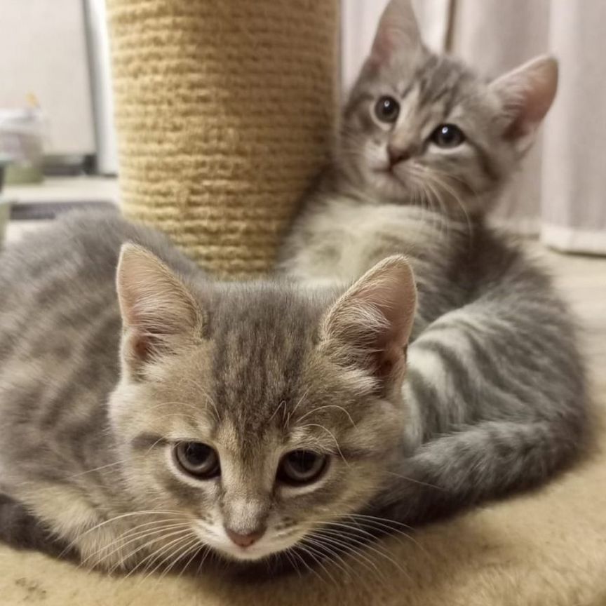 Котята