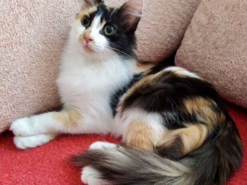 Котенок девочка, 4 месяца