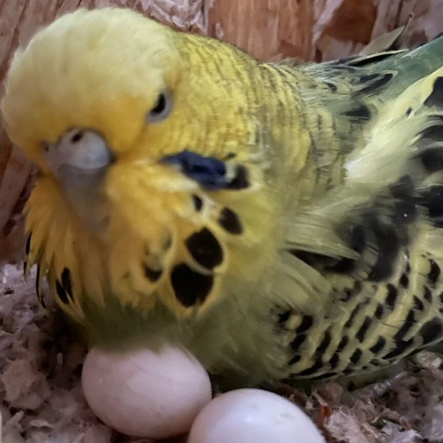 Попугай ввп чех