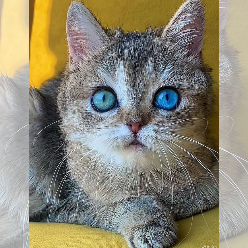 Британский короткошёрстный котёнок