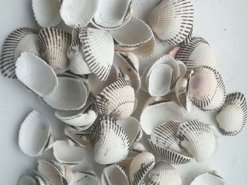 Ракушки рапаны для аквариума