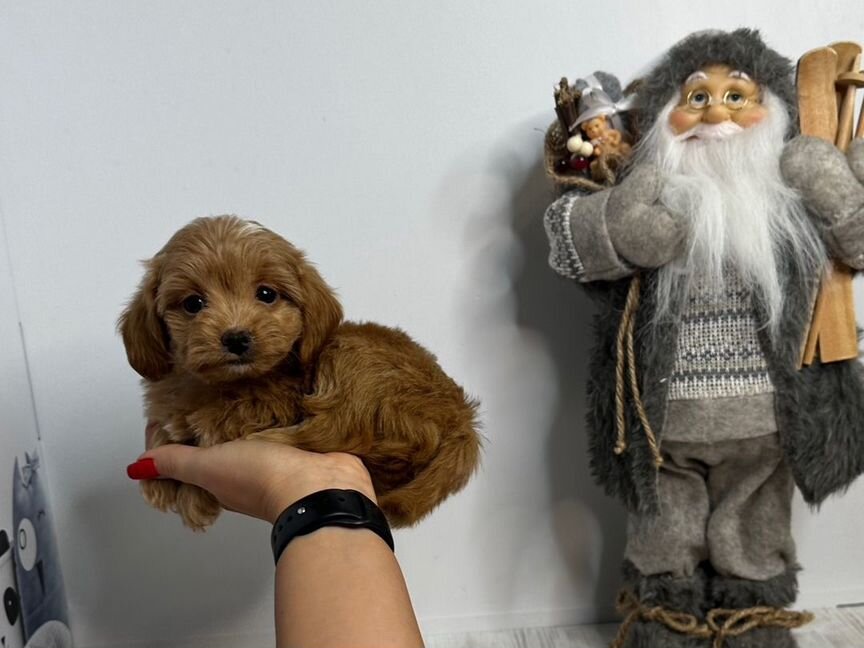 Мальтипу f1 мини красная карамель девочка, 2,5мес