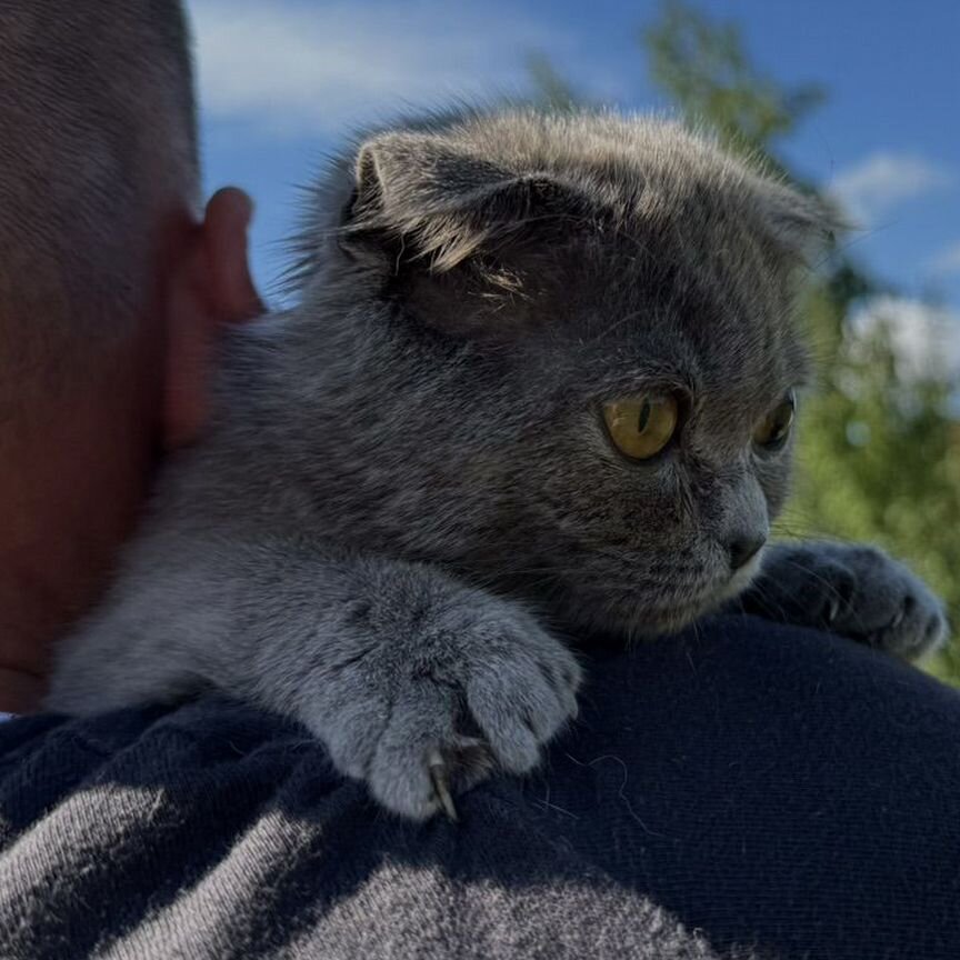 Британская кошечка бесплатно