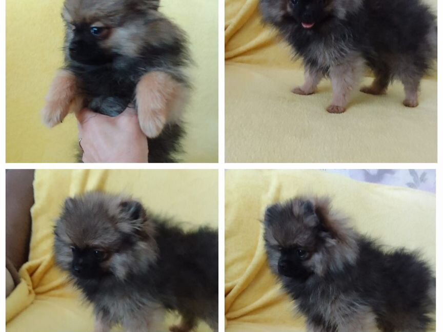 С Р О Ч Н О Шпиц мальчик померанец Челябинск