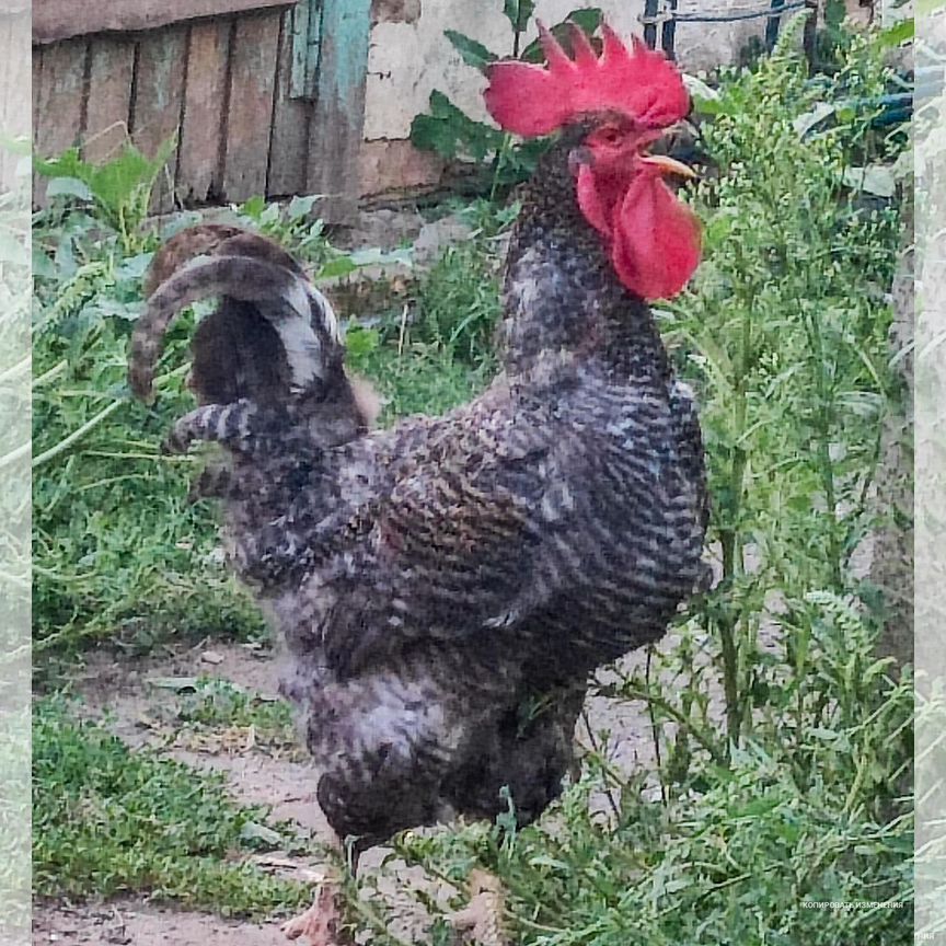 Куры и петухи домашние