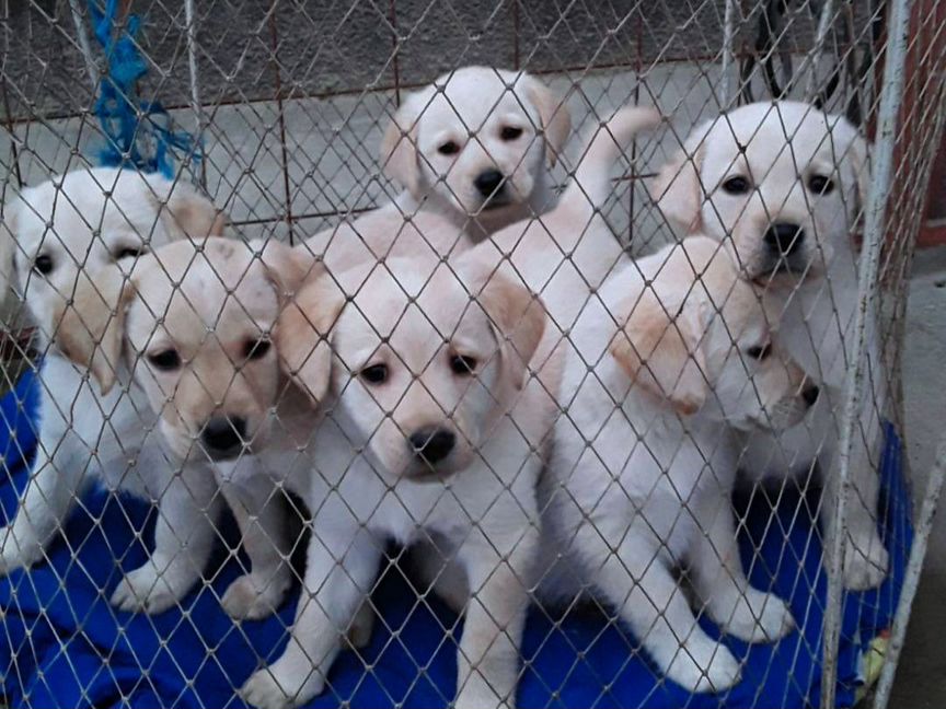 Продаются щенки лабрадора