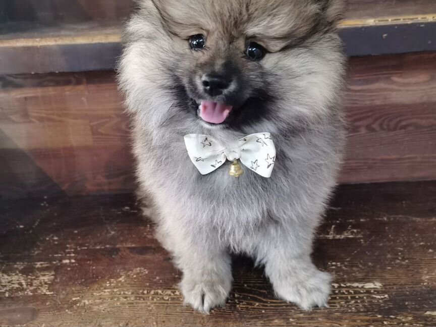 Померанский шпиц