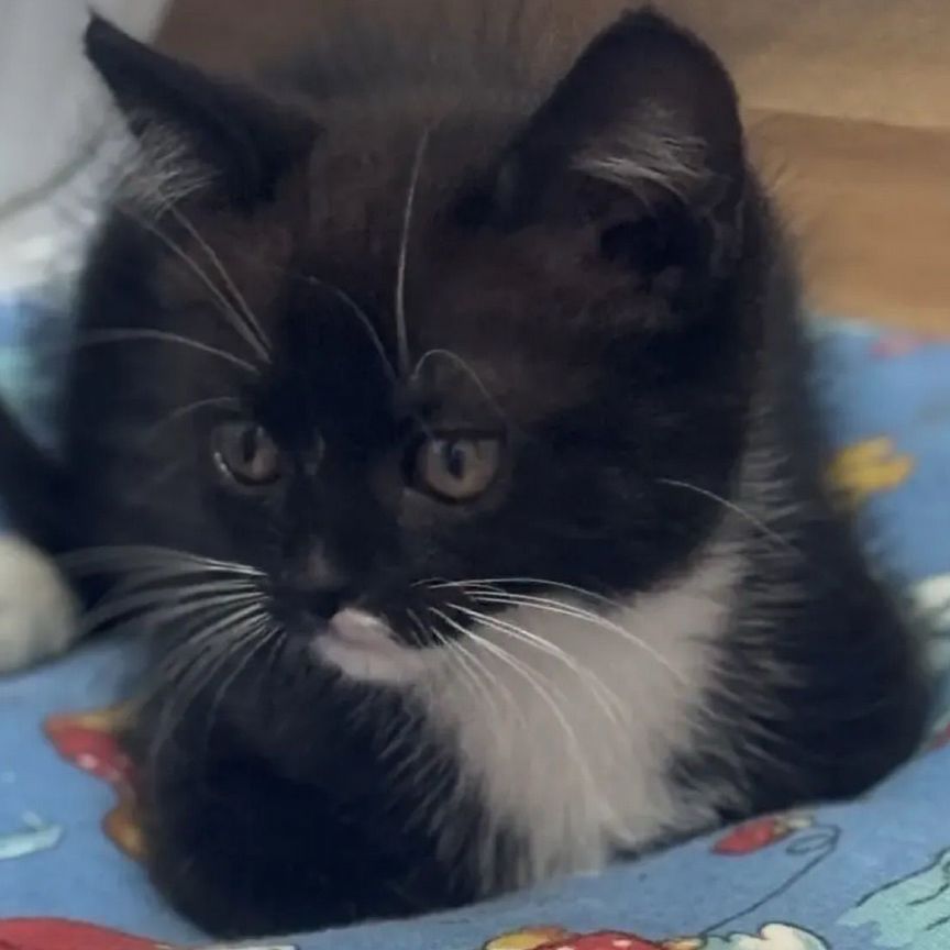 Котёнок в добрые руки