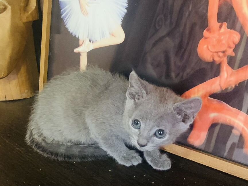 Русская голубая кошечка