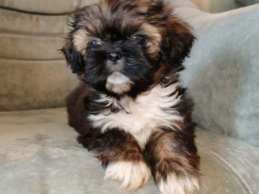 Шит цу детки