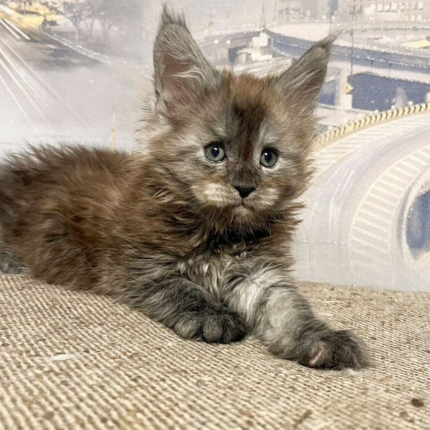 Котик черный дым