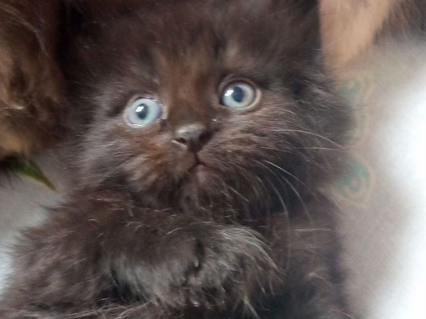 Кошечка от шотландской вислоухой мамы