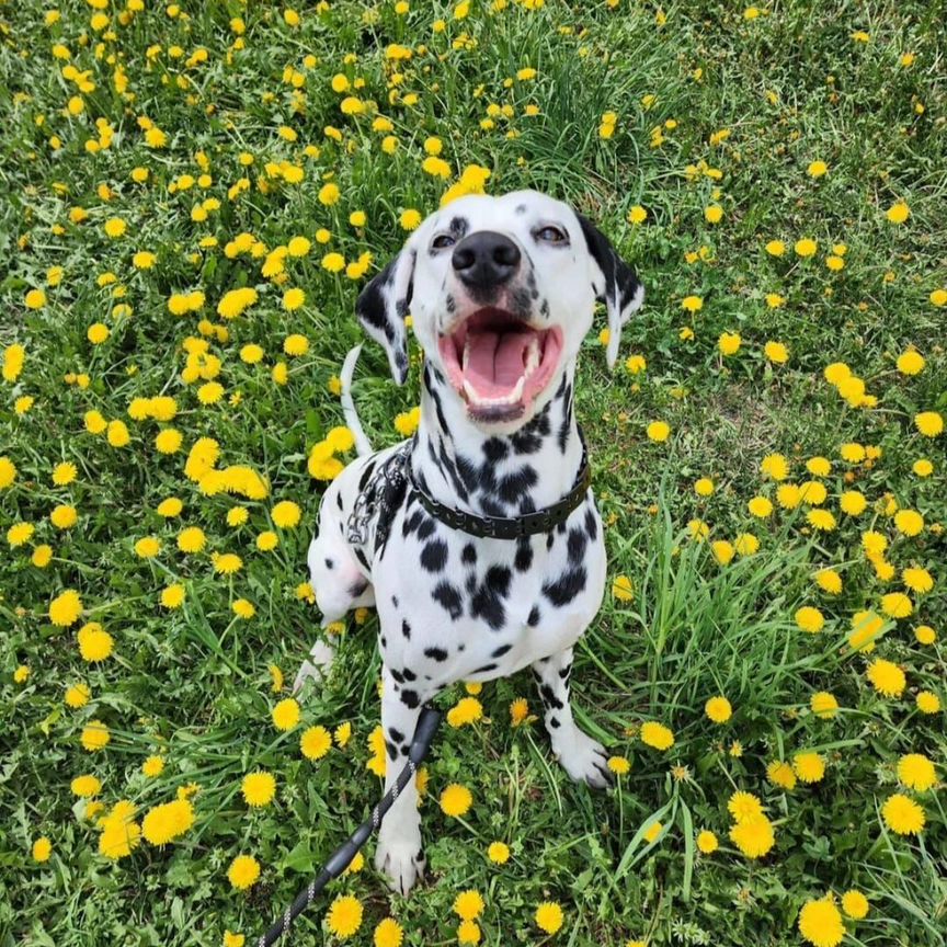 Отдам далматинца