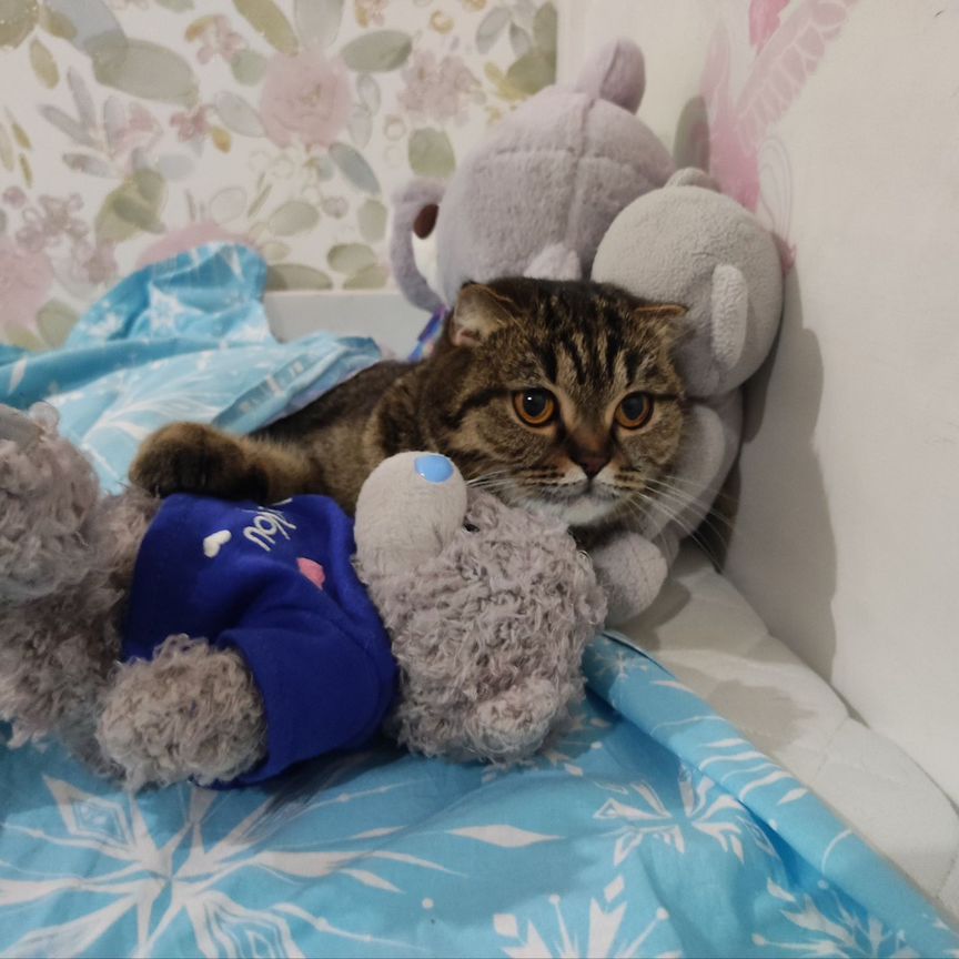 Отдам в добрые руки кошку