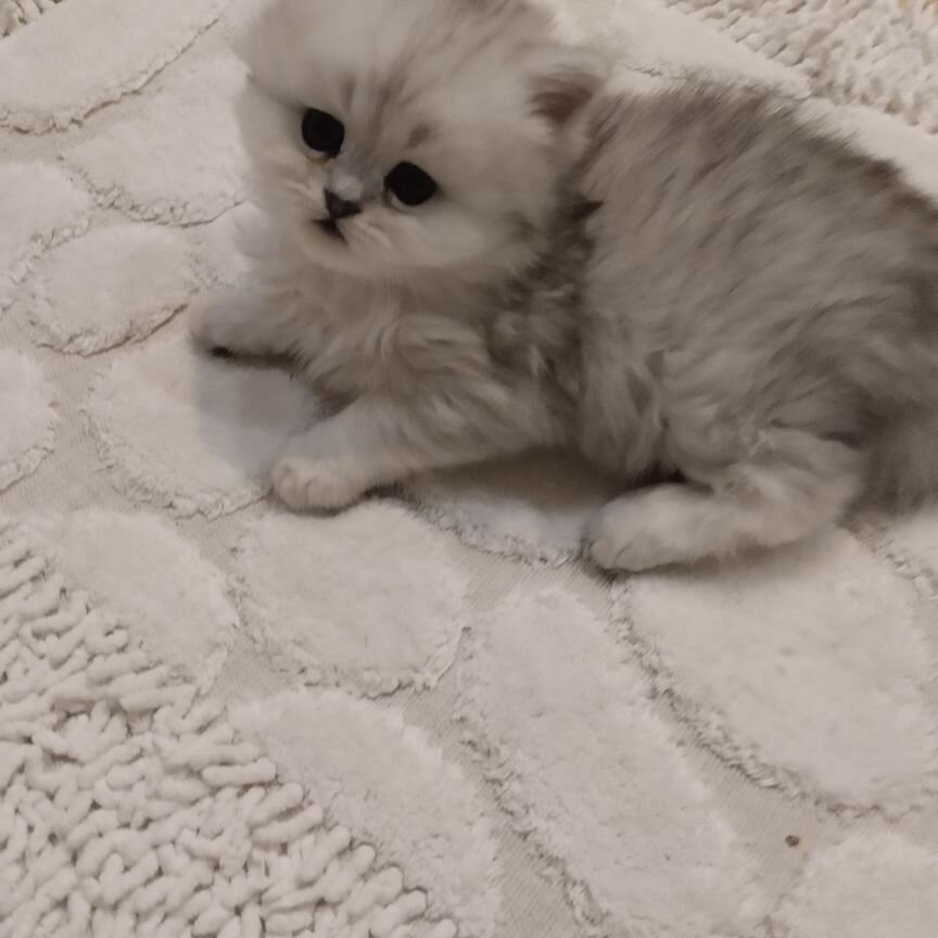 Британские котята