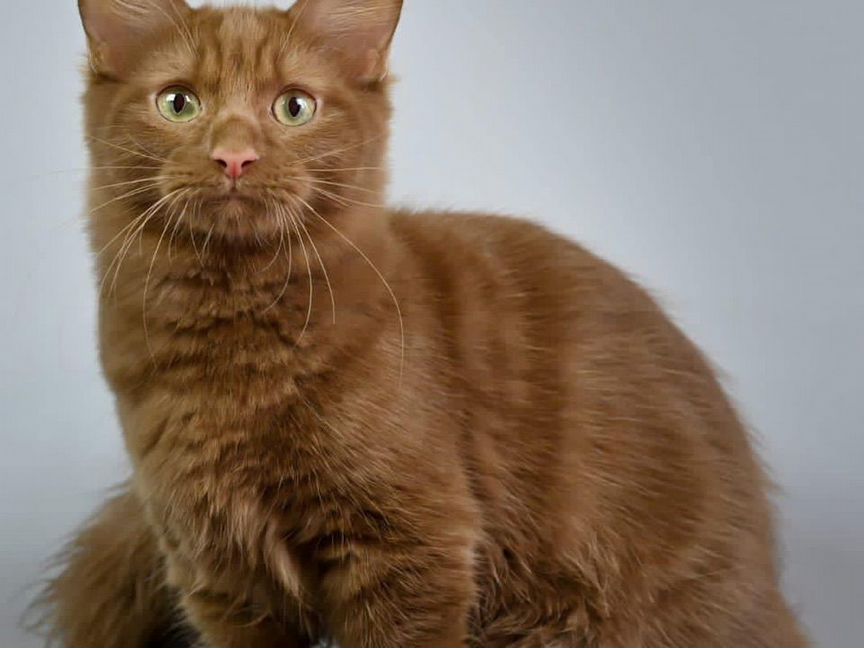 Манчкин кот