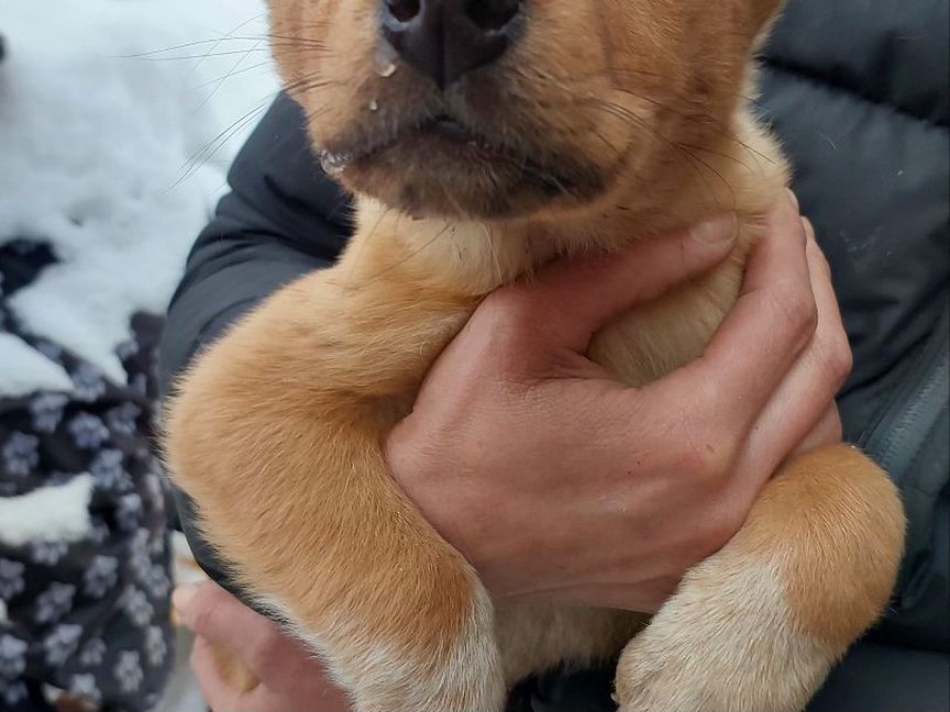 Щенок бесплатно