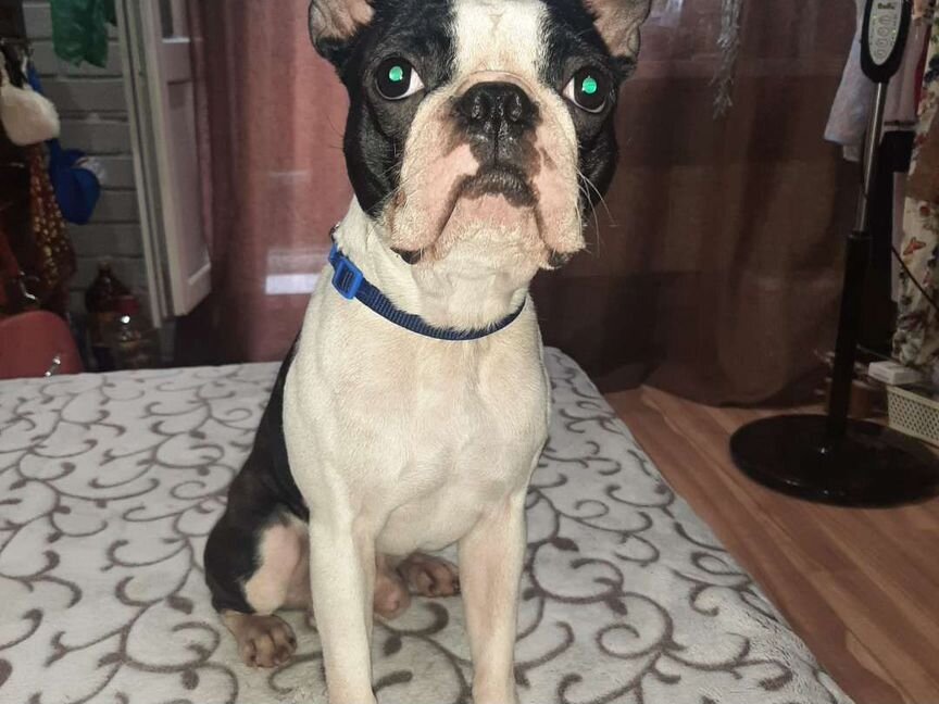 Бостон Терьер