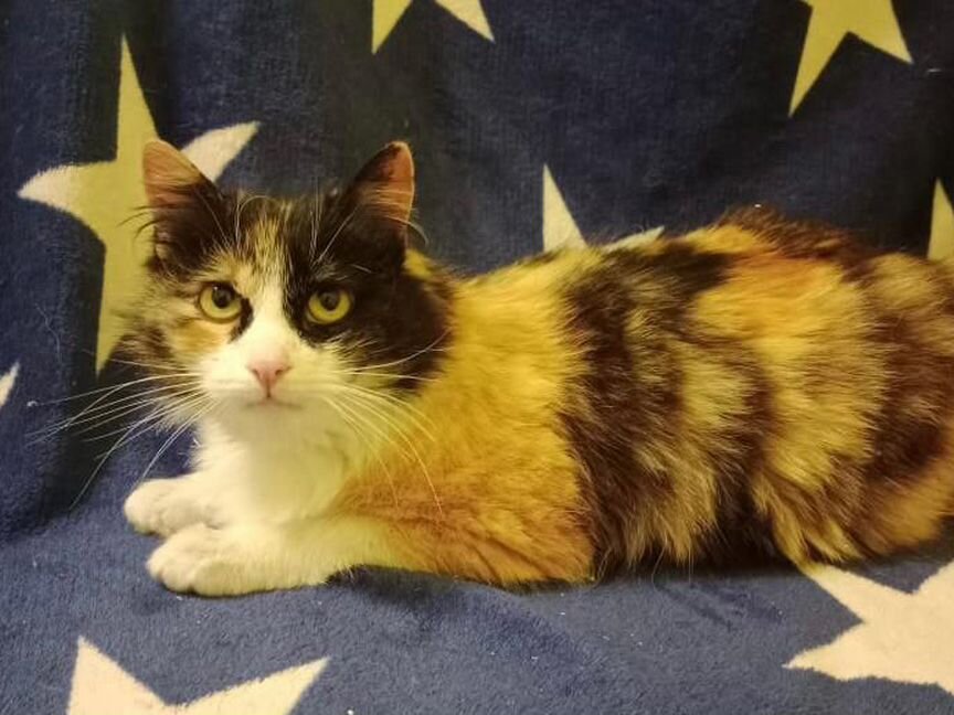 Кошечка в заботливые руки