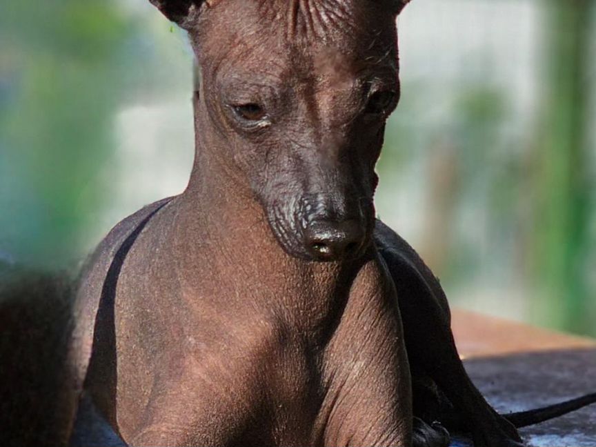 Девочка мини, шоу