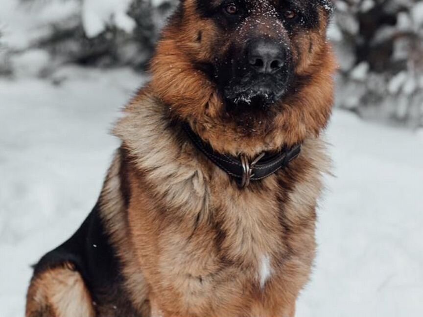 Немецкая овчарка вязка