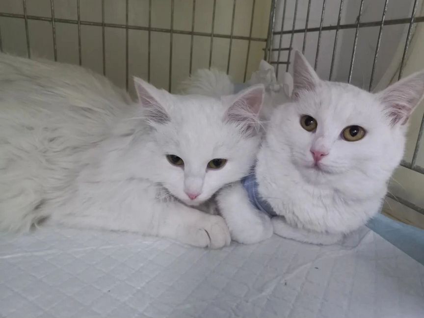 Невероятные беляшики в поиске дома