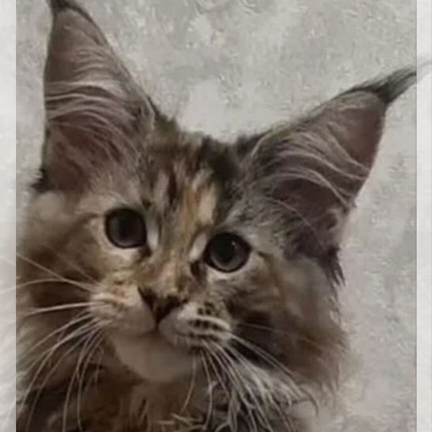 Котята мейн-кун