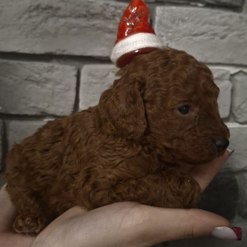 Той-пудель, щенок