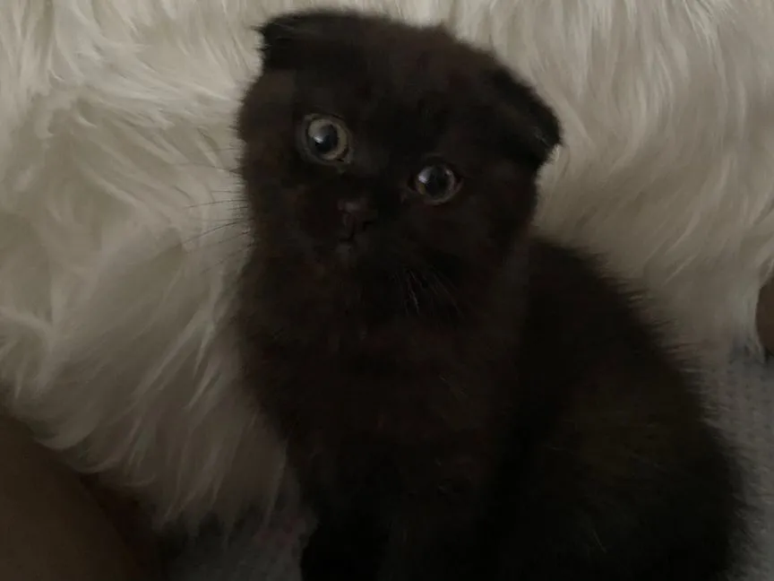 Шотландский вислоухий котенок