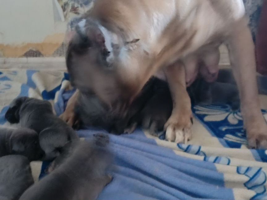 Щенки кане корсо