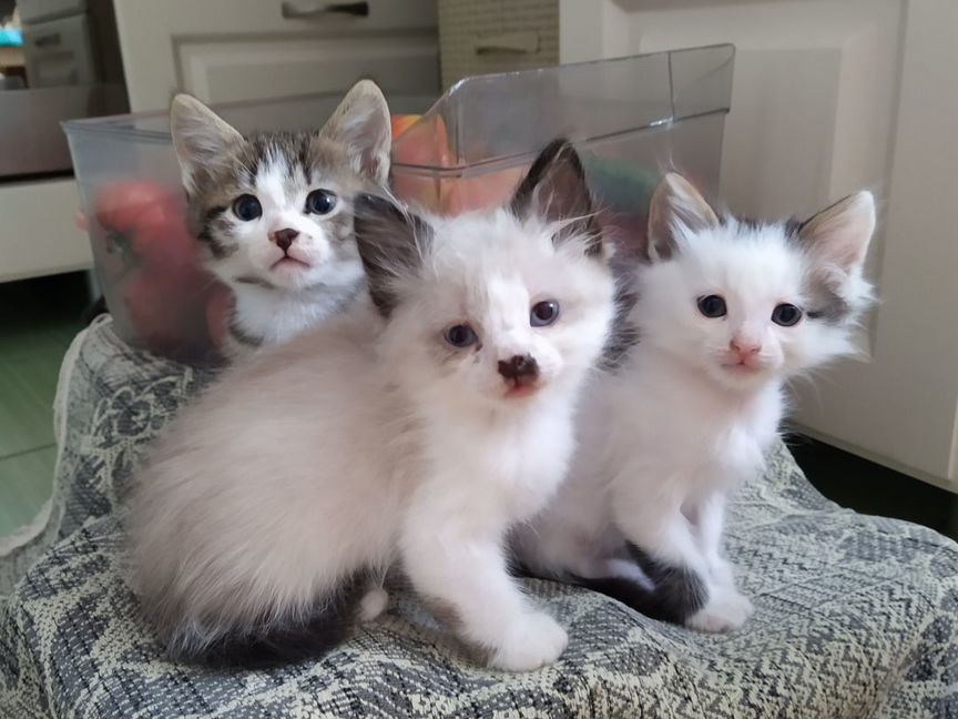Котята в добрые руки