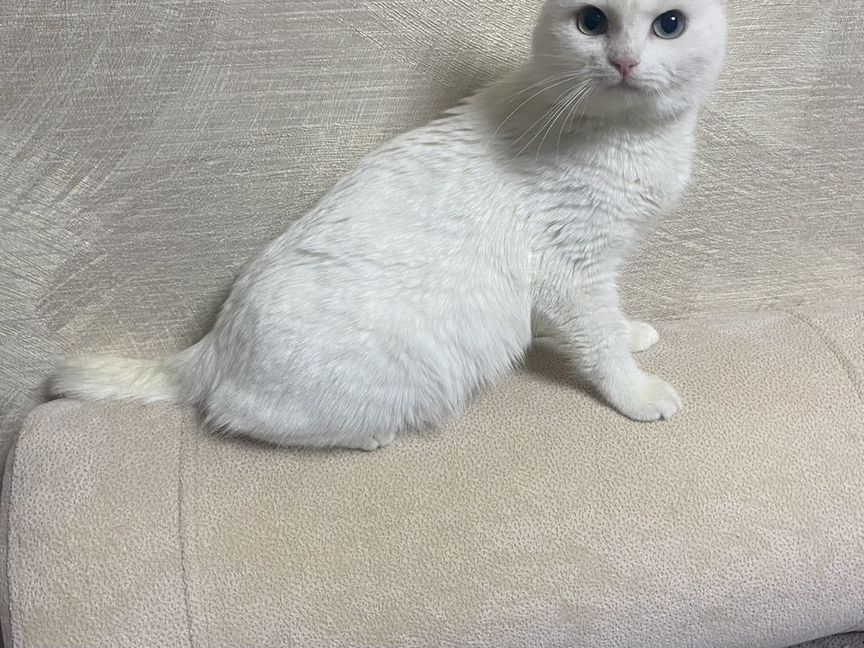 Кошка в добрые руки