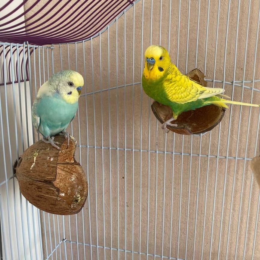 Волнистые попугаи