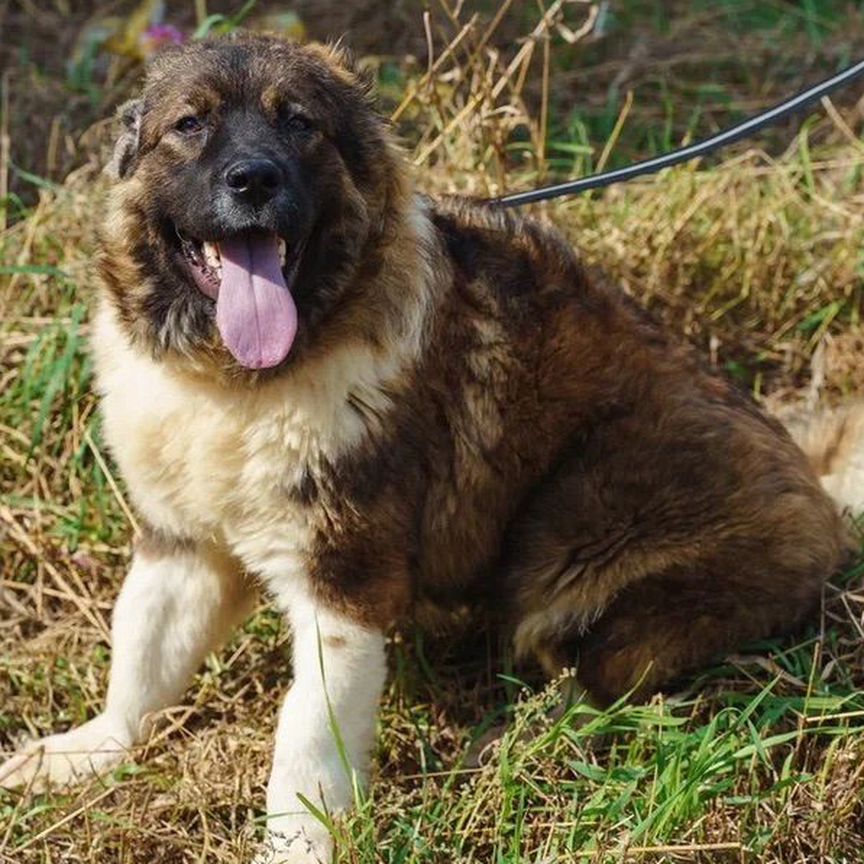 Кавказская овчарка ищет дом