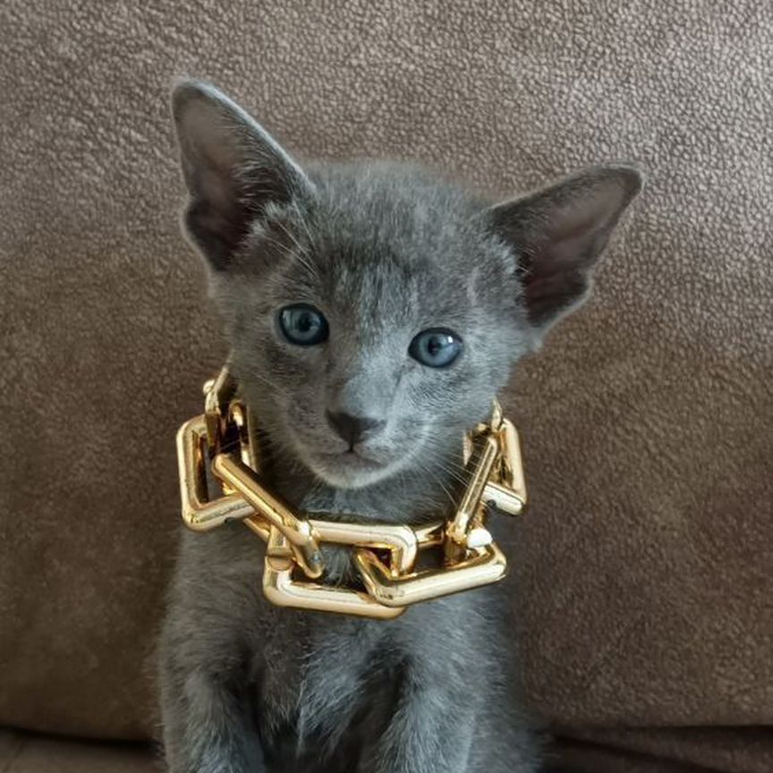 Ориентальные котик