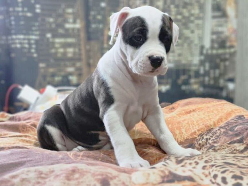 Стаффордширский терьер щенки