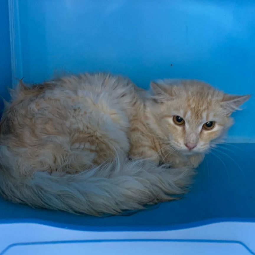 Котенок метис с сибирской кошкой