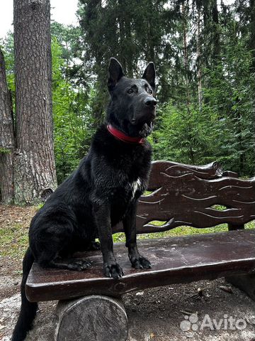 Восточноевропейская овчарка, взрослый пёс купить в Москве | Животные и ...