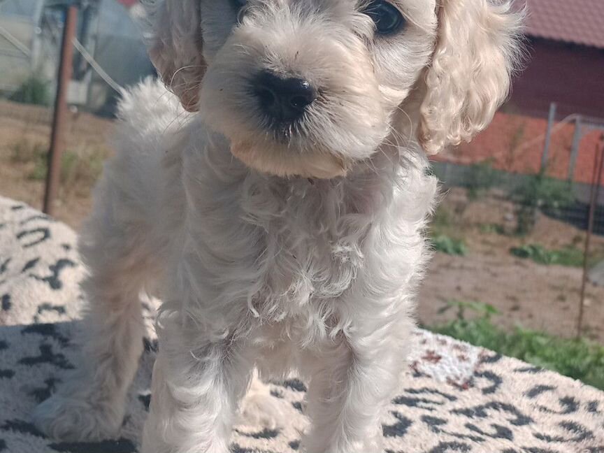 Кокапу Кавапу пудель