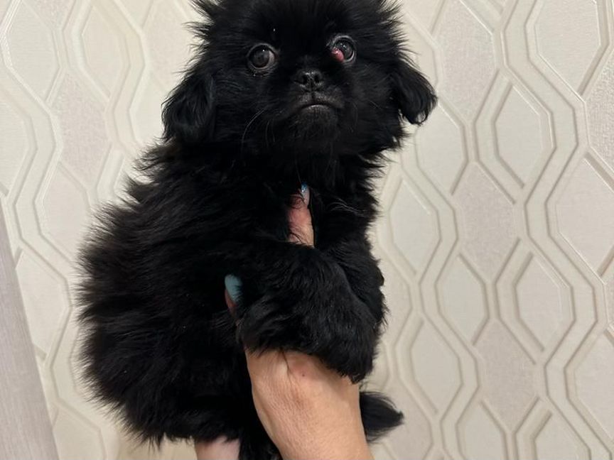 Мальчик пекинес