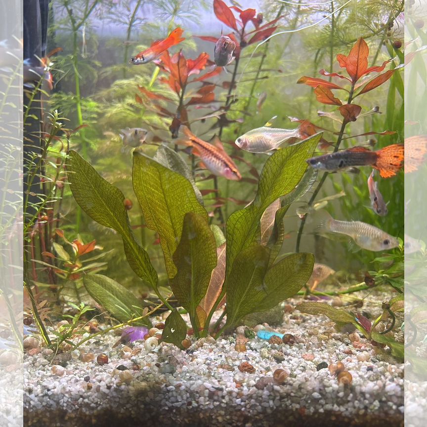 Аквариумные растения и улитки