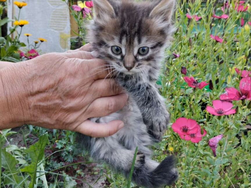 Котята подкидыши