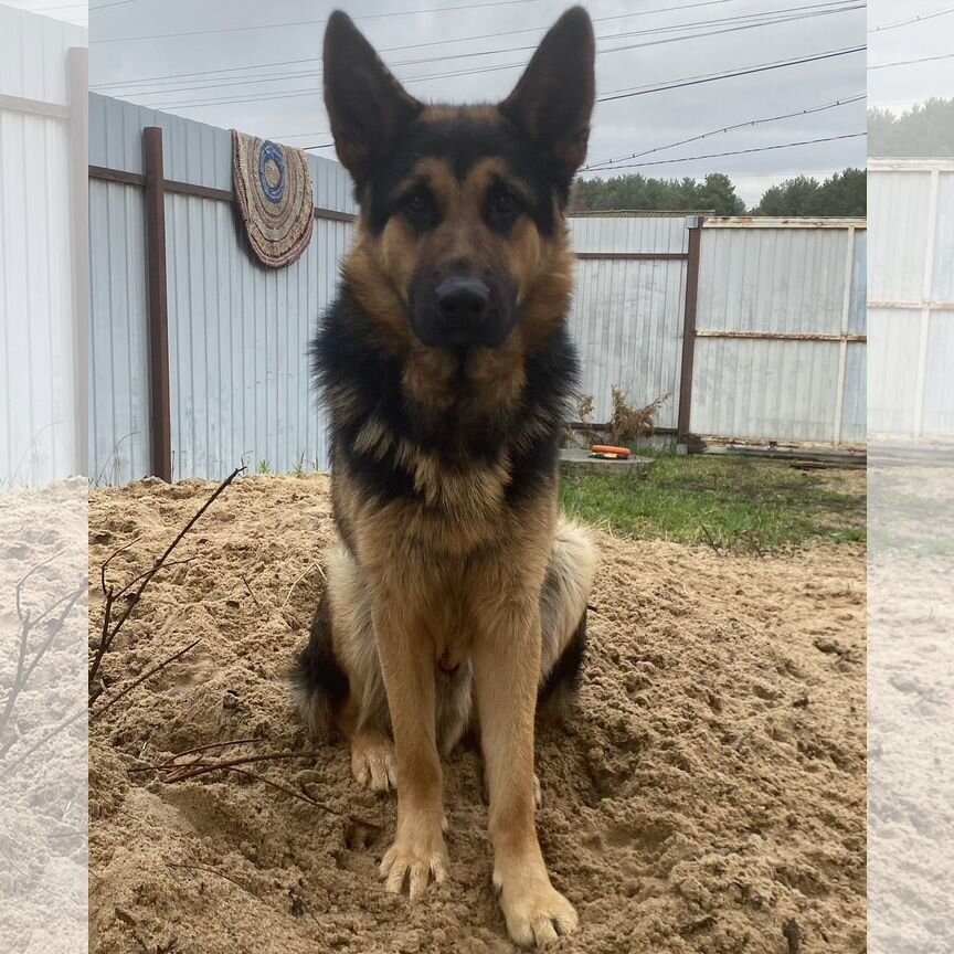 Немецкая овчарка, взрослый пёс