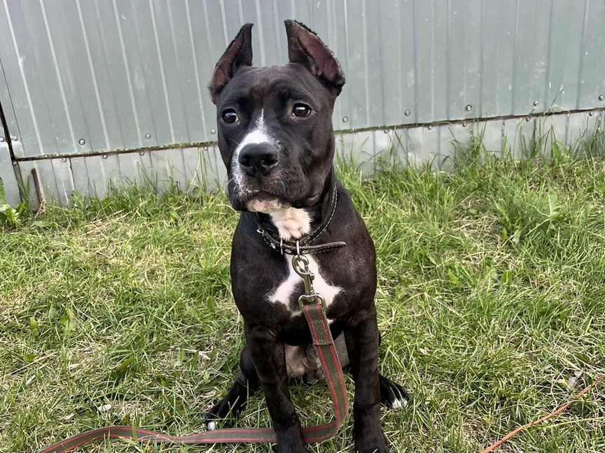 Стаффордширский терьер