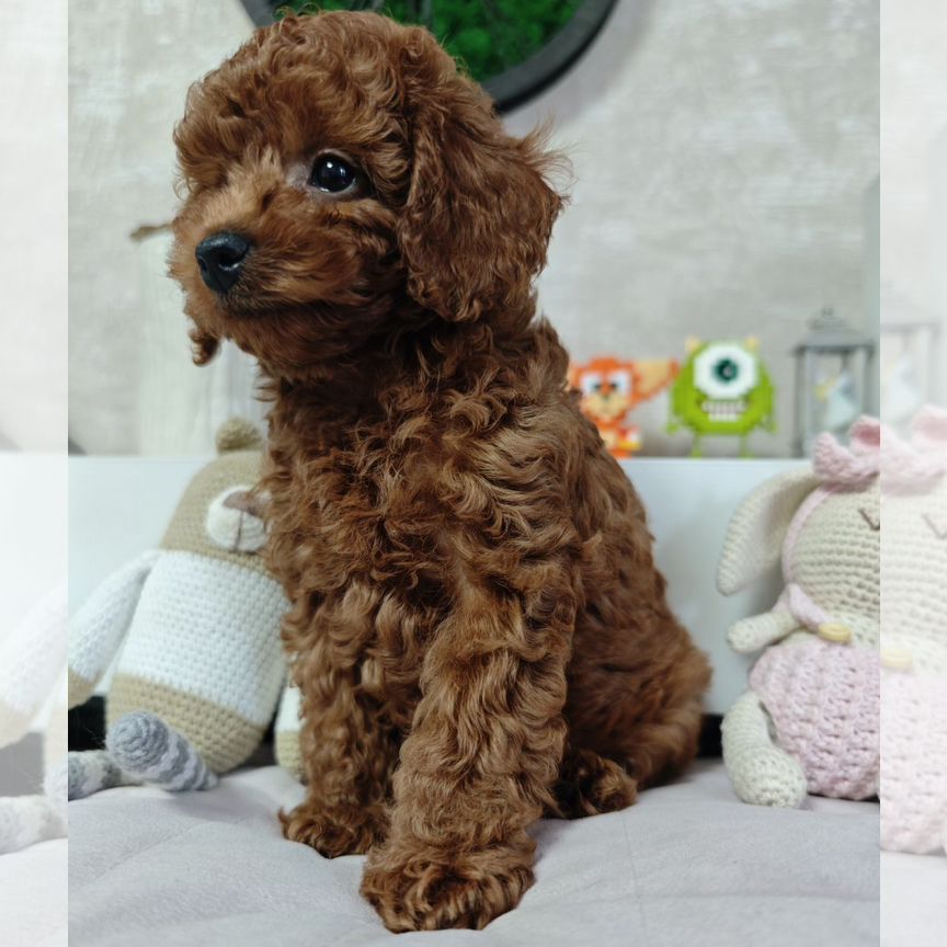 Той-пудель, щенок