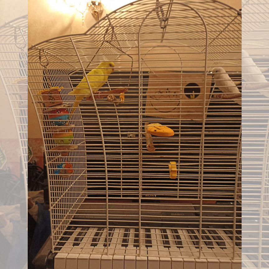 Птенцы волнистый попугай