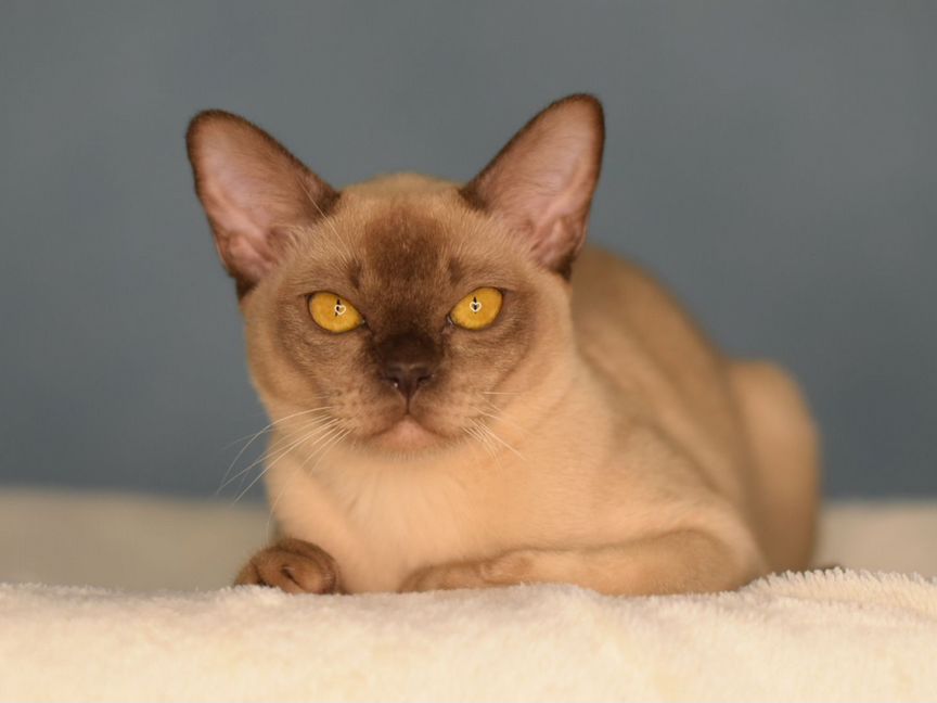 Бурманская кошечка Ксения