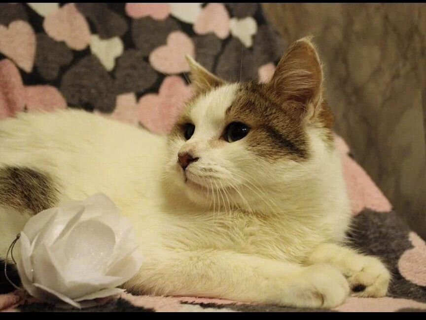 Кошечка в добрые руки