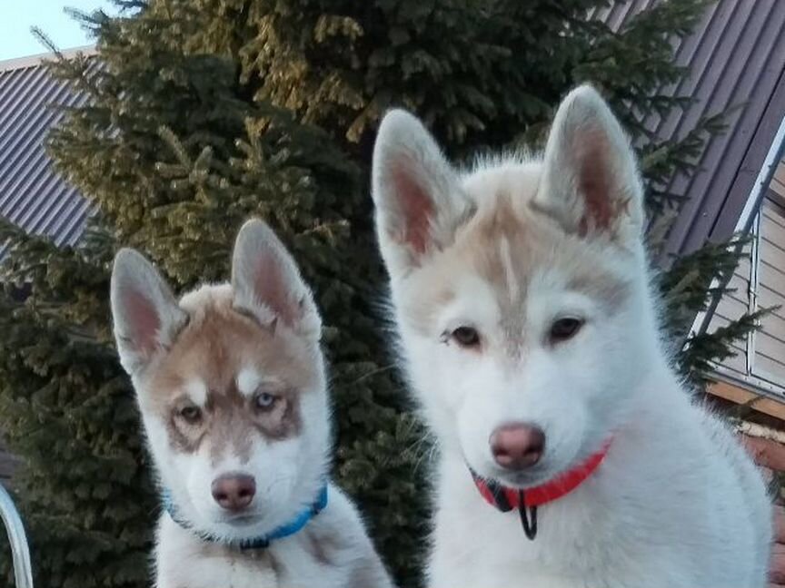 Сибирский хаски