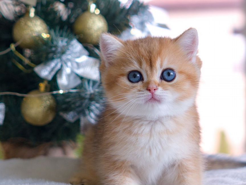 Британские котята